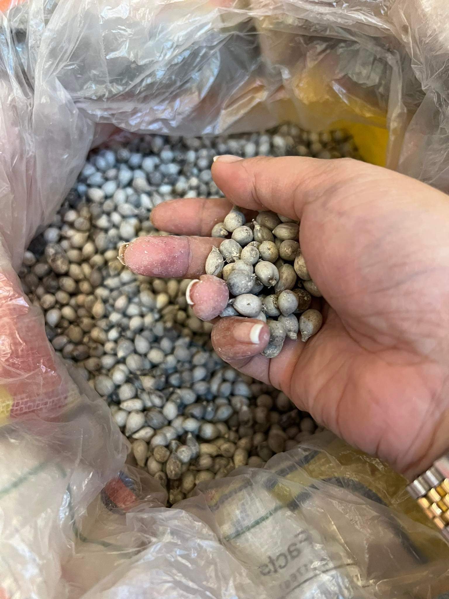 MNA 2022 to use locally-produced beads for accessories – The Voice ...