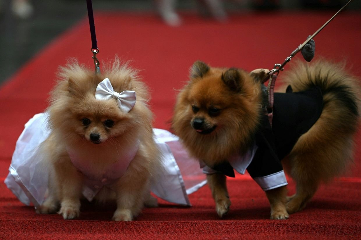 Pet weddings highlight animal blessing ceremony in the Philippines ...