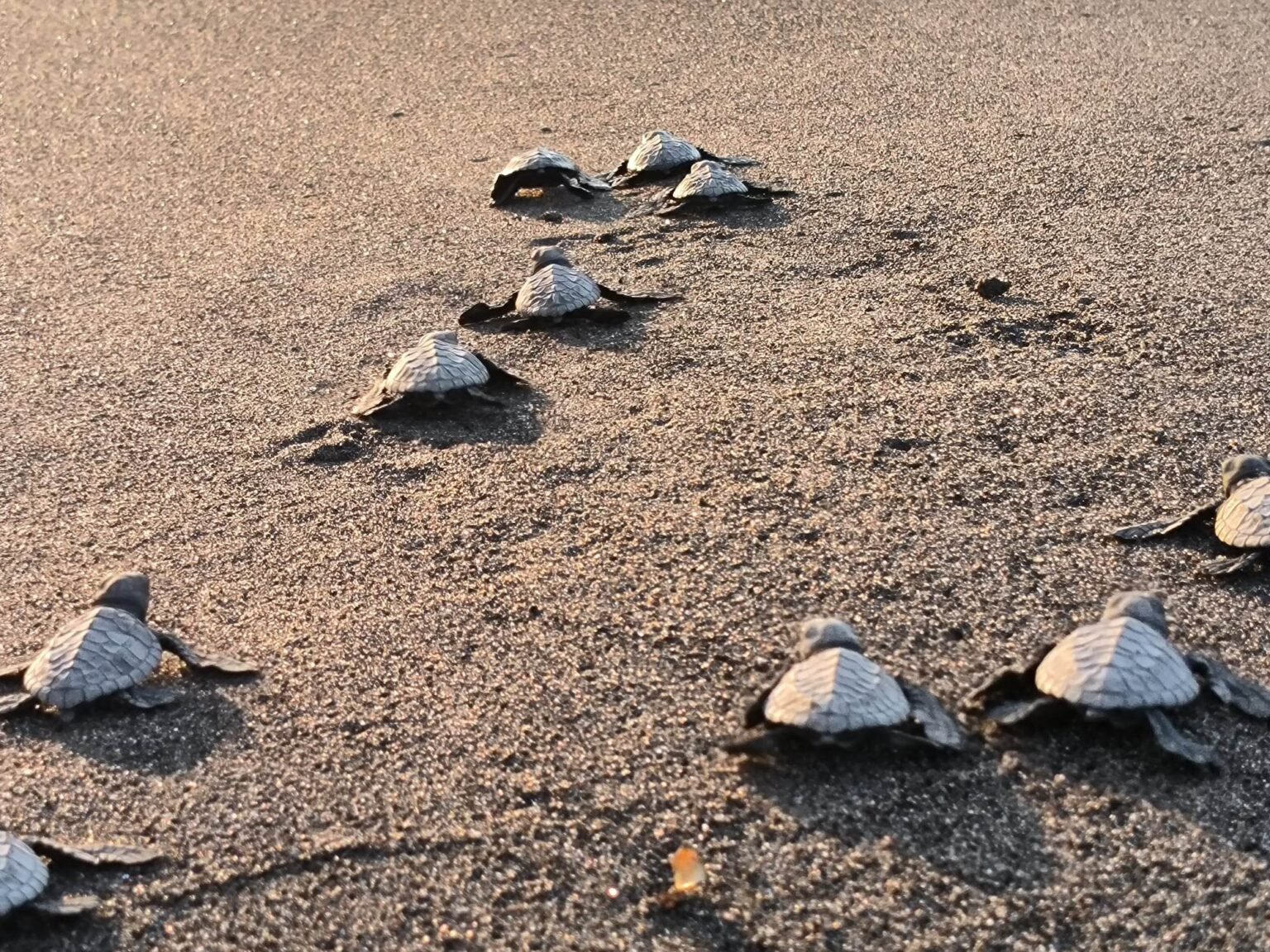 Bataan Pawikan conservation effort gives endangered sea turtles hope ...